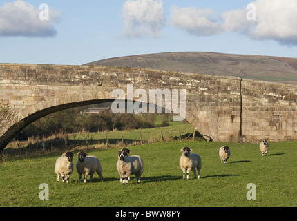 Lonk Spence Whitewell ewes rams sheep sheep domestic farm farms farming ...