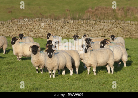 Lonk Spence Whitewell ewes rams sheep sheep domestic farm farms farming ...