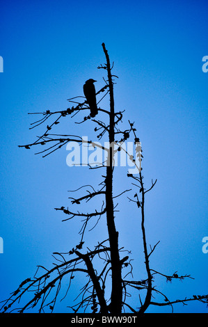 Bird in a tree Stock Photo - Alamy