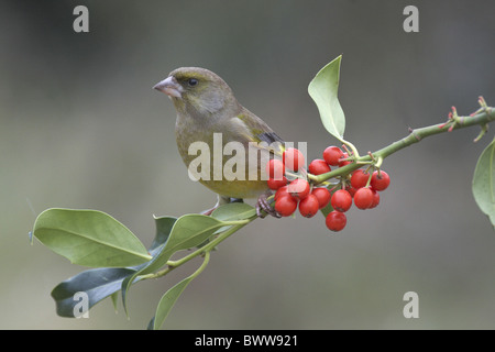 European greenfinch Carduelis chloris, adult male perched on moss ...