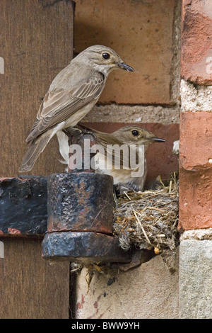 Muscicapa striata. The nest of the Spotted Flycatcher in nature. Russia ...