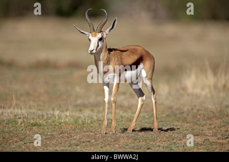 springbok springboks gazelle gazelles bovid bovidae herbivore ...