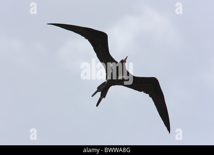 Lesser Frigatebird male (Fregata ariel) Raine Island National Park ...