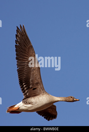 Bean Goose, Taiga Bean Goose (Anser fabalis), flock flying up from a ...