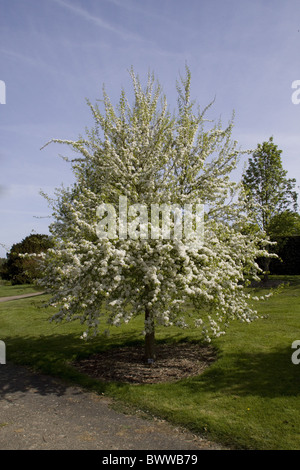 Pyrus longipes tree in flower Stock Photo - Alamy