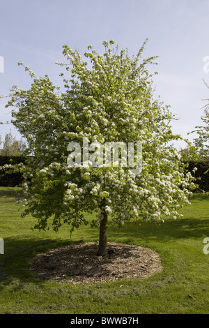 Pyrus cossonii blossom Stock Photo - Alamy
