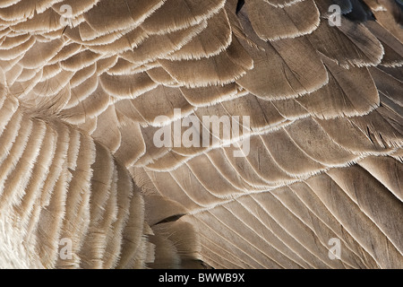 Canada Goose (Branta canadensis Stock Photo - Alamy