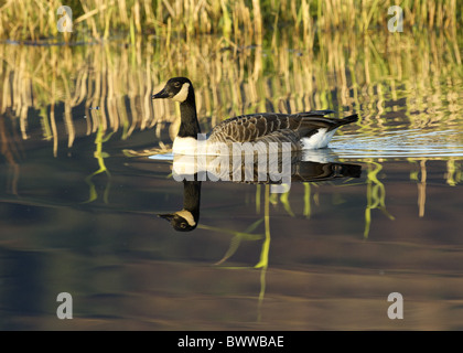 Canada geese (Branta canadensis) in flight. This goose was introduced ...