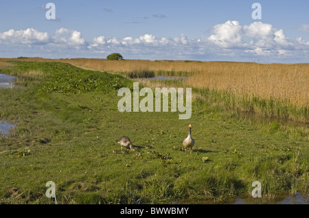 Greylag Goose Anser anser goslings @ Cley Marsh North Norfolk England ...