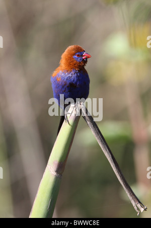 Purple Grenadiers Uraeginthus ianthinogaster Stock Photo - Alamy