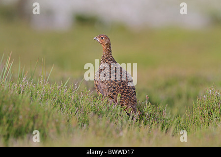 Male and female Red Grouse (Lagopus lagopus scoticus ) with chick ...
