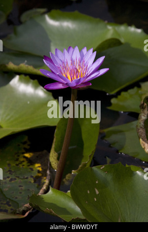 National flower of Sri Landa the Blue Water Lily Stock Photo - Alamy