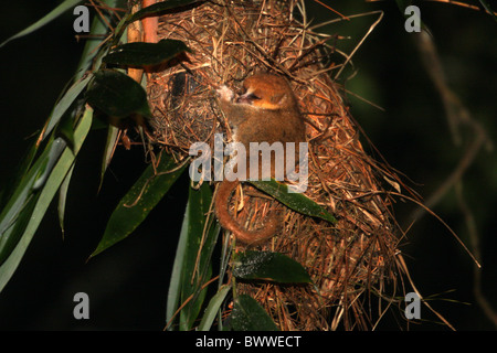 Goodman's Mouse Lemur (Microcebus lehilahytsara) pair in nest, new ...