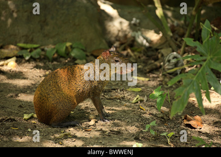 Ruatan Island agouti (Dasyprocta ruatanica Stock Photo: 80136849 - Alamy
