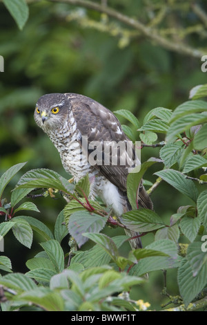 Accipiter nisus sparrowhawk sparrow hawk bird-of-prey predator beak ...