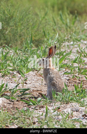 Tolai Hare Lepus tolai adult sitting desert Stock Photo - Alamy