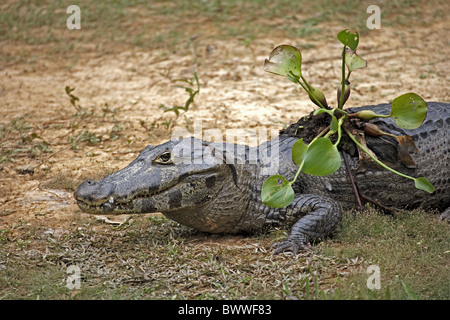 an Land - on shore Portrait caiman reptile reptiles crocodilia ...
