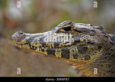 an Land - on shore Portrait caiman reptile reptiles crocodilia ...