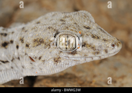 Tarentola delalandii endemic gecko Reptiles Canary Islands Tenerife ...