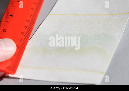 Photosynthetic pigments from a leaf resulting from paper chromatography ...