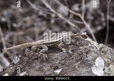 Galapagos lava Lizard eating small Painted Locust Stock Photo - Alamy
