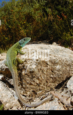 Portugal Vertebrates landscape lizard reptile wide-angle Psammodromus ...