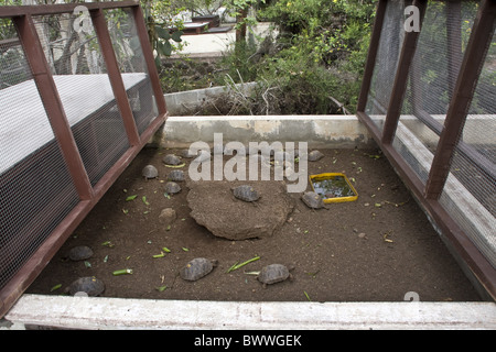 Galapagos tortoises breeding pen at the charles darwin research station ...