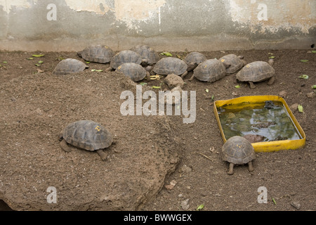 Galapagos tortoises breeding pen at the charles darwin research station ...