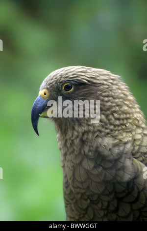 Kea bird, Nestor Notabilis, New Zealand Stock Photo - Alamy