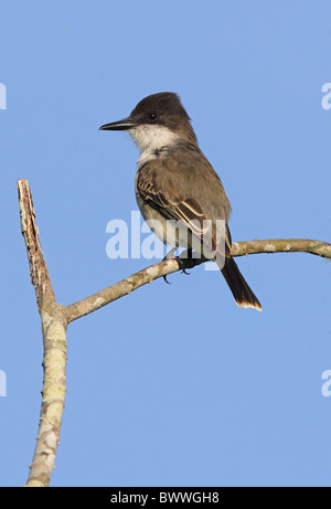 Loggerhead Kingbird (Tyrannus caudifasciatus) adult, calling, perched ...