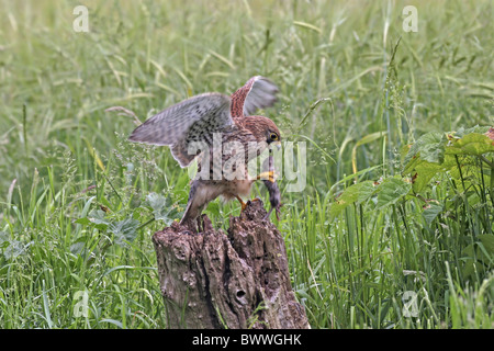 Common Kestrel (Falco tinnunculus). Common Kestrel in flight Stock ...
