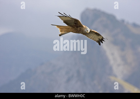 Red kite (Milvus milvus Stock Photo - Alamy