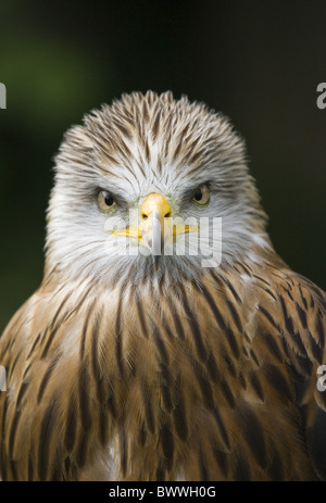 Close up of a Red Kite (Milvus milvus) flying against a woodland ...