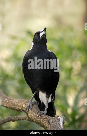Australian magpie singing while perched on a tree branch, with the ...