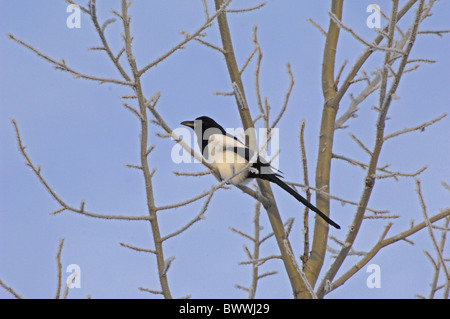 Magpie Pica pica winter Finland Stock Photo: 39920222 - Alamy