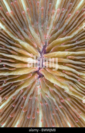 Mushroom Coral (Fungia scutaria) detail, Indonesia Stock Photo - Alamy
