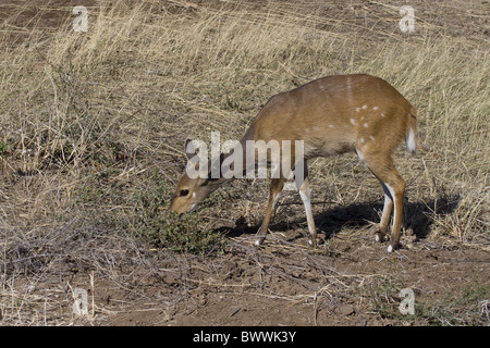 Female Bushbuck at Mashatu, Botswana Stock Photo - Alamy
