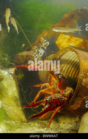 alien species crayfish fish invasive Invertebrates Pacifastacus ...