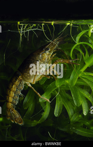 alien species crayfish invasive Invertebrates Pacifastacus leniusculus ...