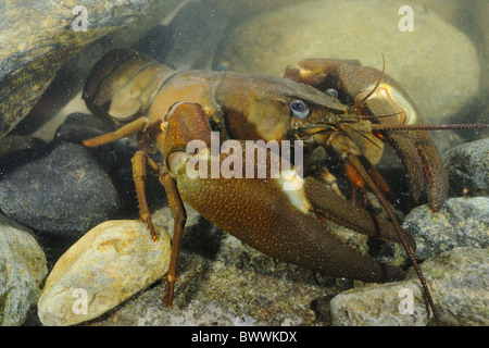 alien species crayfish invasive Invertebrates Pacifastacus leniusculus ...