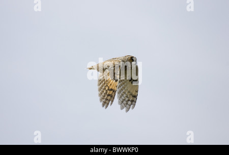 Long eared owl (Asio otus) bird of prey perched and resting in a tree ...