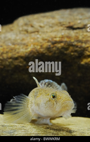 Padogobius bonelli freshwater fish animal animals fish fishes goby ...