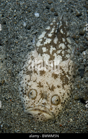 Reticulate stargazer Uranascopus Black Sand Muck Lembeh Underwater ...