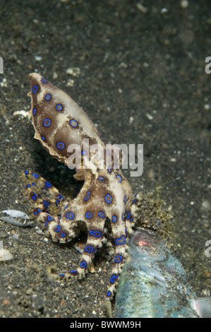 Midring Blue-ringed Octopus Hapalochlaena Underwater Muck Black Sand ...