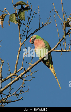 Red-breasted Parakeet's (Psittacula alexandri) perched in a tree Stock ...