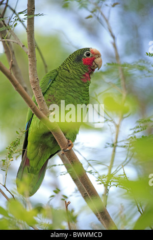 Cuban amazon, Amazona leucocephala Stock Photo - Alamy