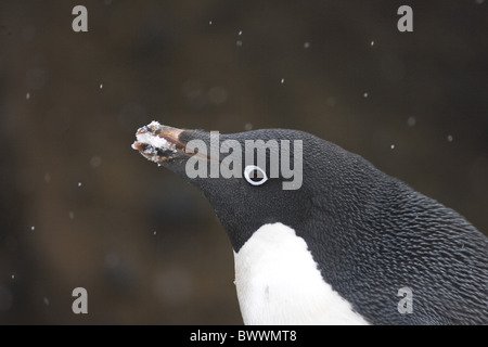Adelie penguin on snow Stock Photo - Alamy