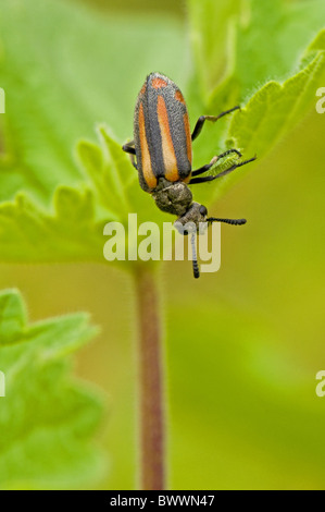 book ezemvelo grassland highveld insect sour veld south africa summer ...