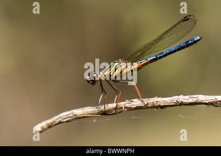 book ezemvelo grassland highveld insect sour veld south africa summer ...