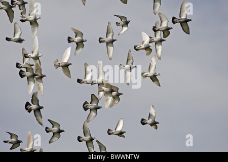 Feral/Racing Pigeon in flight Stock Photo - Alamy